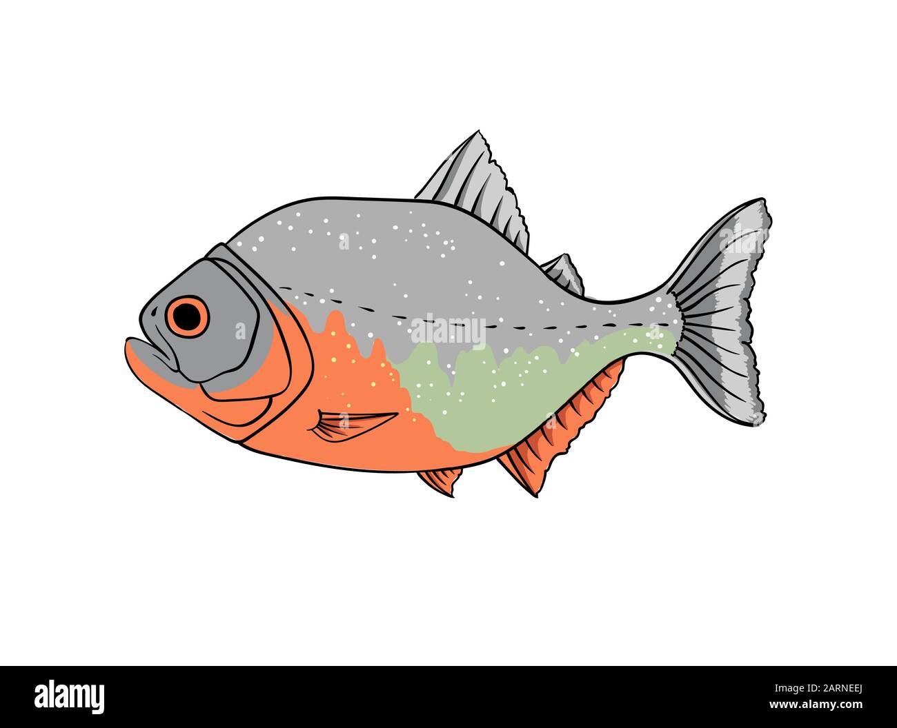 Red piranha vector illustration biting dangerous fish of Amazon river ...
