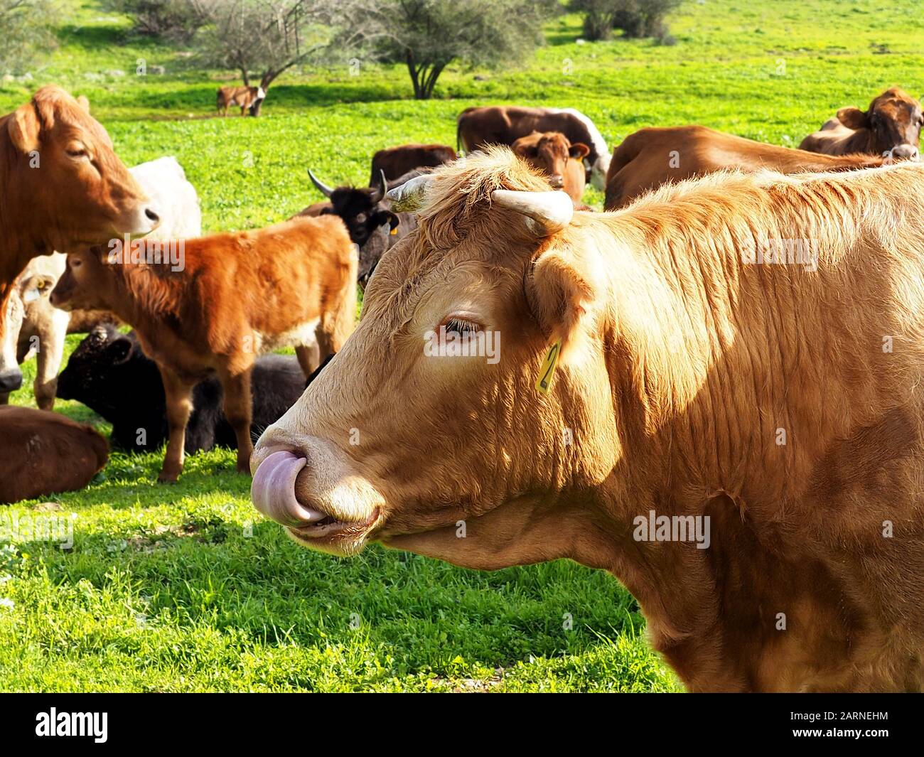 Portrait of a beautiful red cow in profile. Cute cow and bright green ...