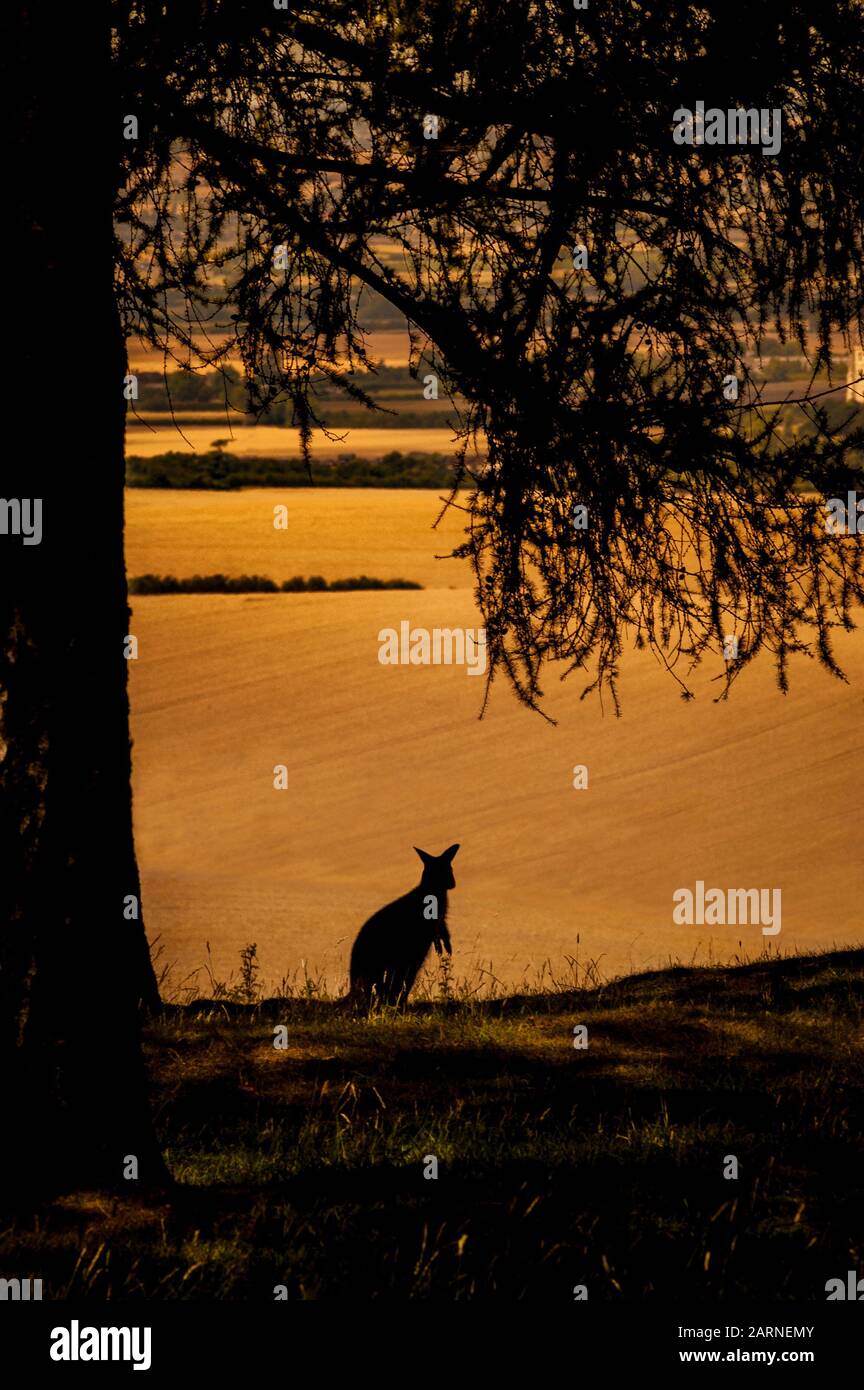 Golden wallaby hi-res stock photography and images - Alamy