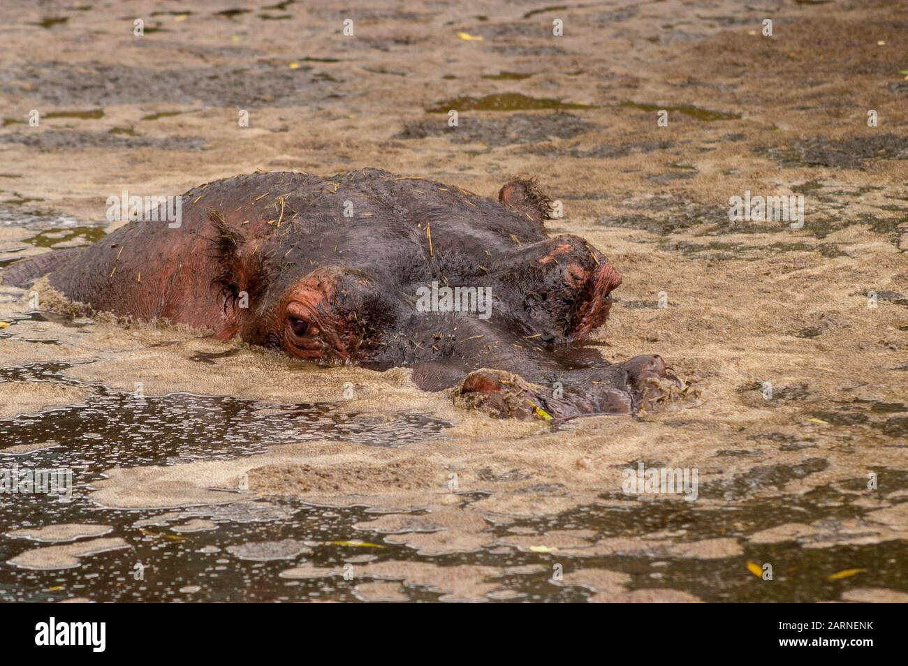 Mud wallow mud cooling hi-res stock photography and images - Alamy