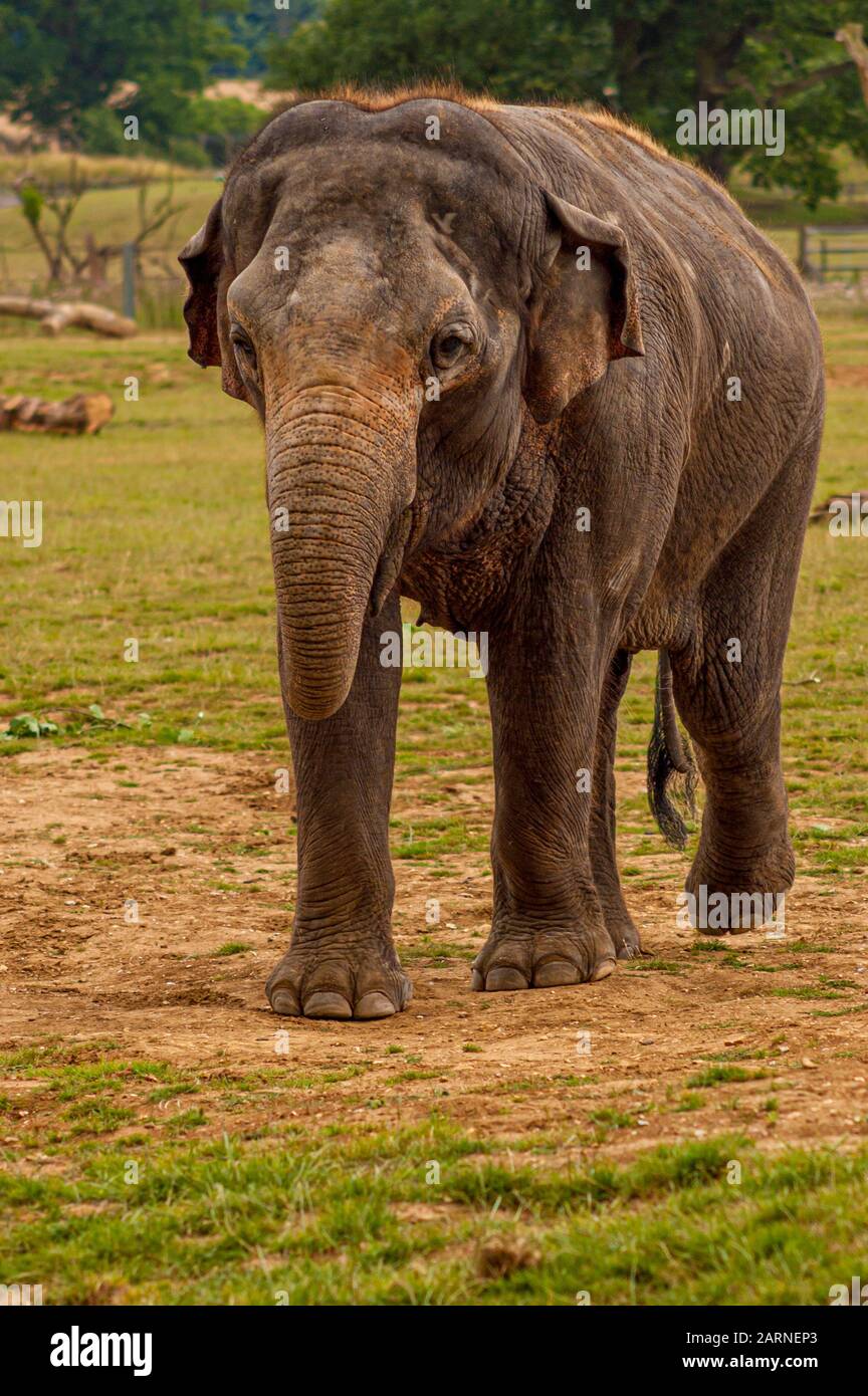 Elephant paddock hi-res stock photography and images - Alamy