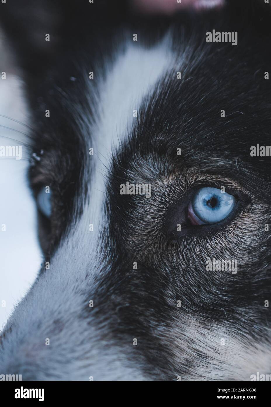 Husky with special eyes Stock Photo - Alamy