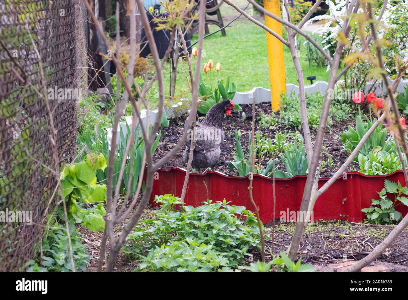 Chickens walk through the club in the yard Stock Photo - Alamy