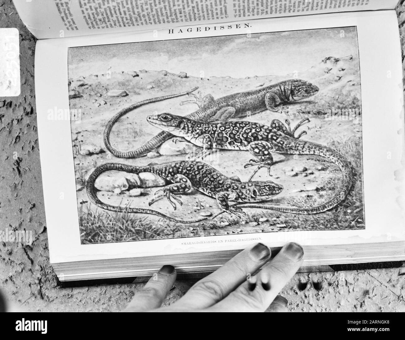 Lizards Date: June 9, 1969 Keywords: HISDISS Stock Photo - Alamy