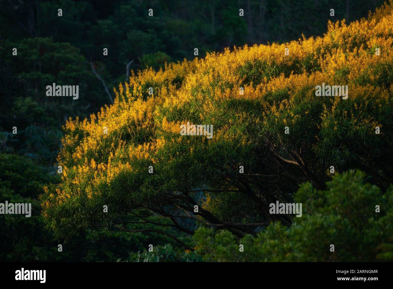 Sibipiruna (Caesalpinia) tree covered with yellow flowers in the ...