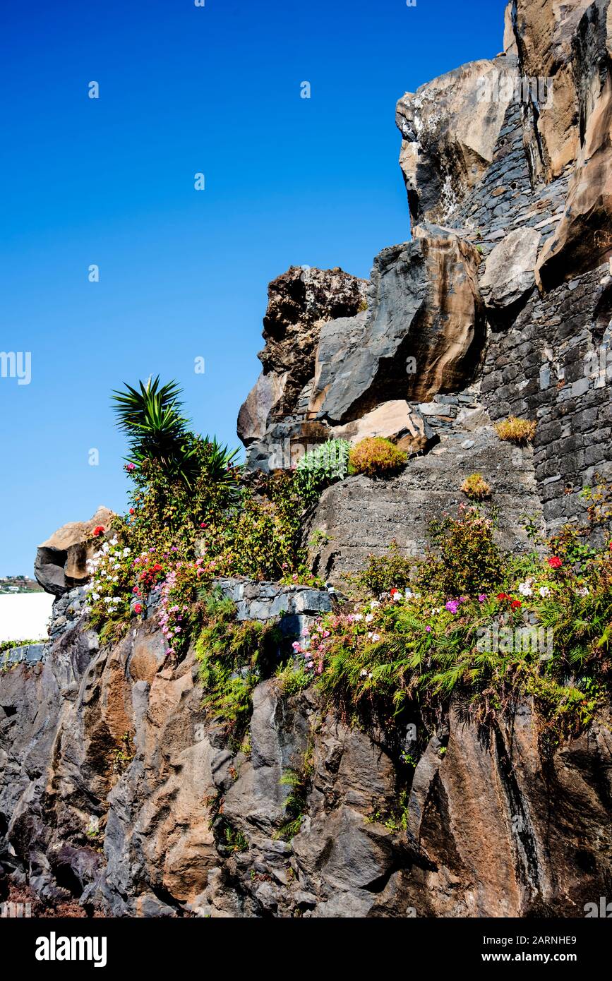 Camara de Lobos is a fishing village near Funchal inMadeira which has ...