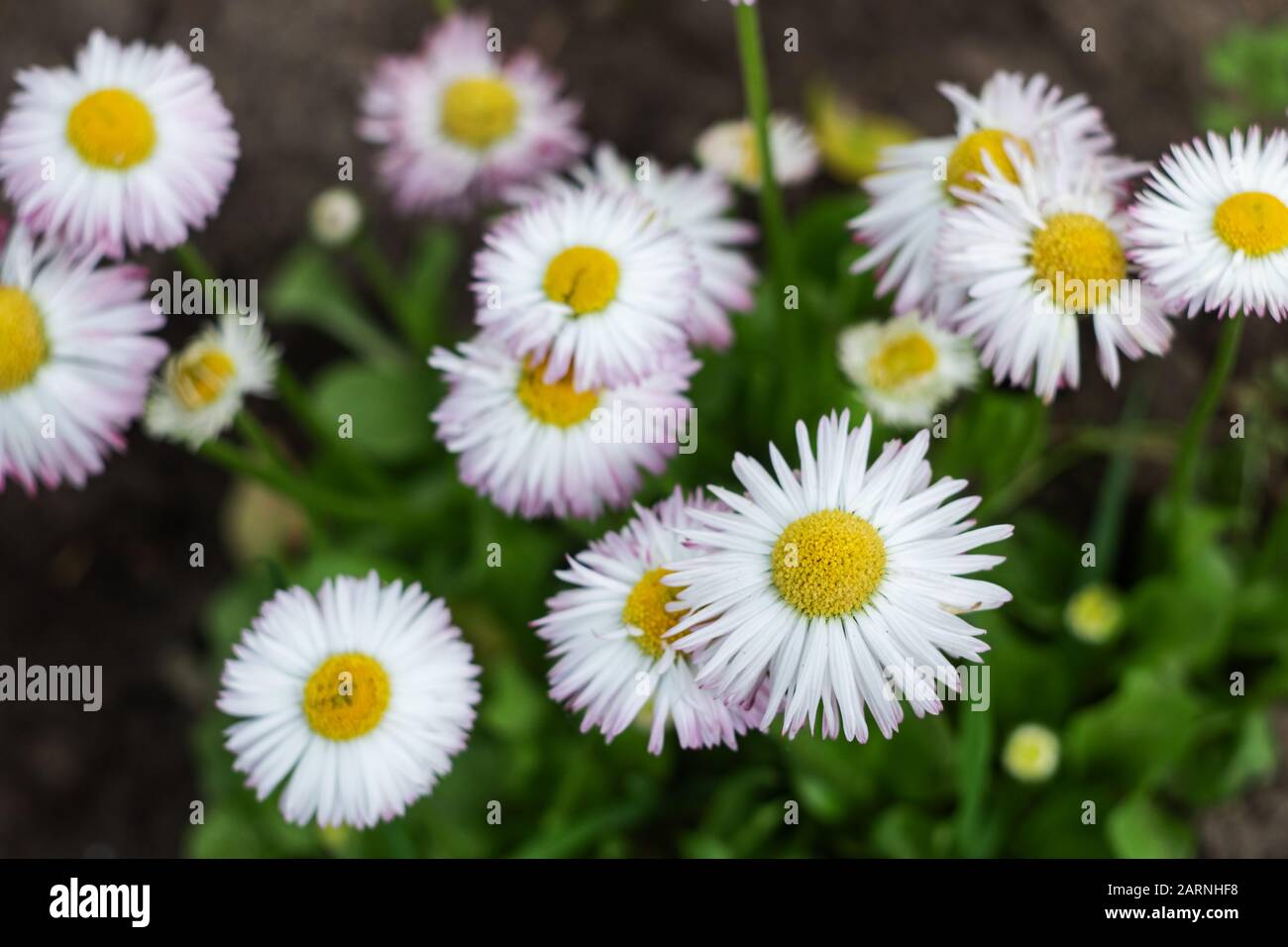 Small white daisy flowers hi-res stock photography and images - Alamy
