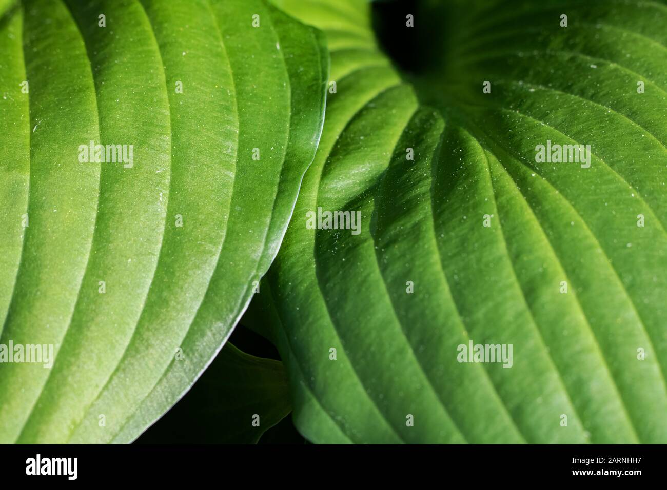Big green leaves of a plant close up Stock Photo - Alamy