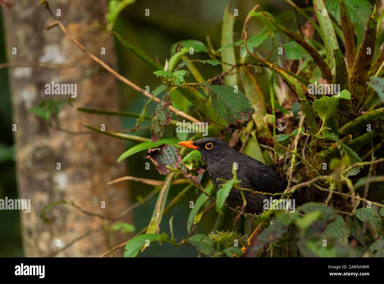Great Thrush - Turdus fuscater, large brown thrush from South America ...