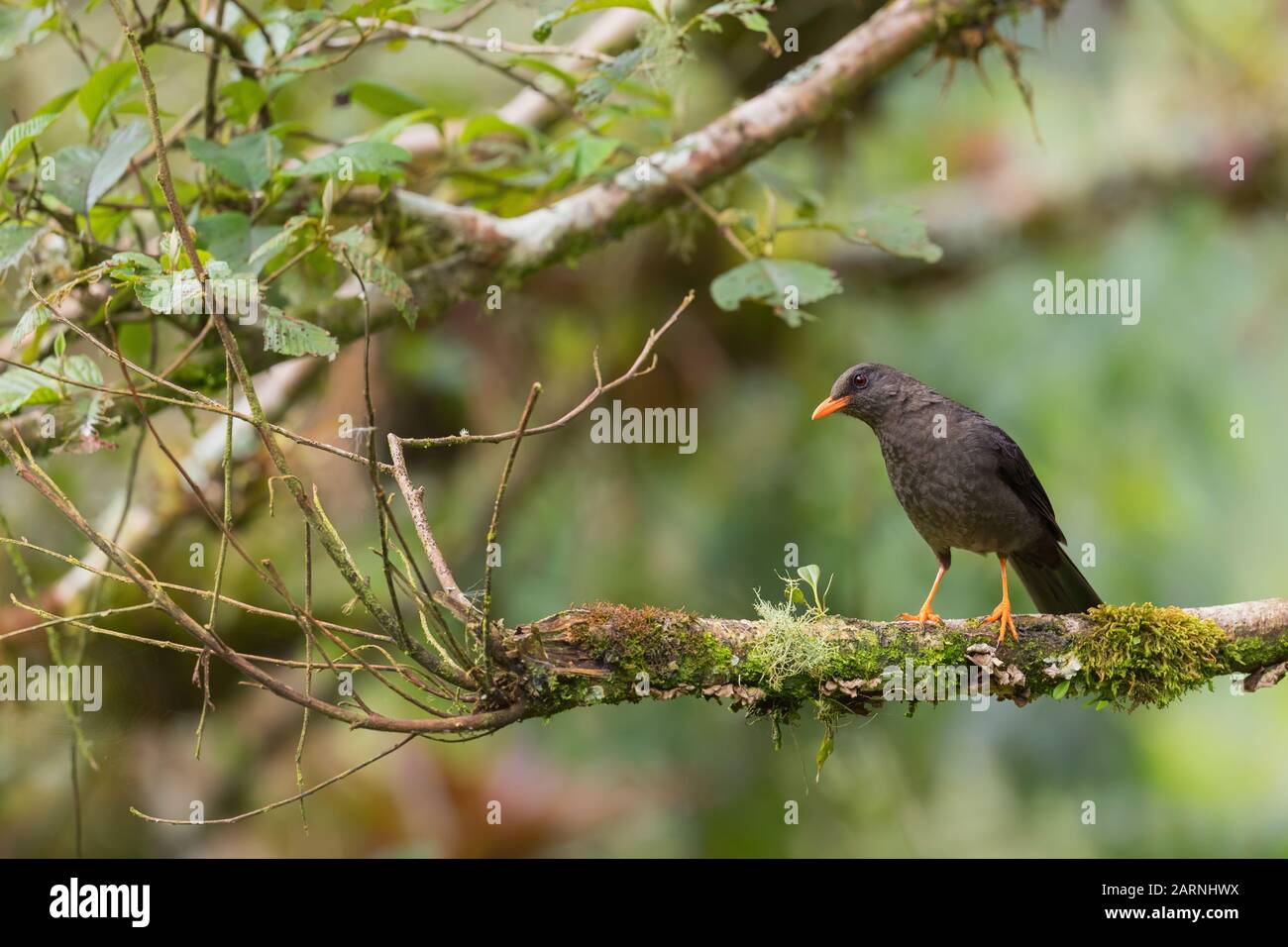 Great Thrush - Turdus fuscater, large brown thrush from South America ...