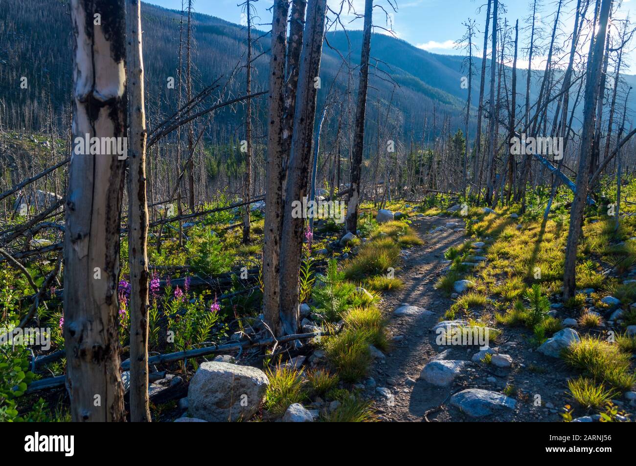 A hiking trail through burned trees in the Custer National Forest ...