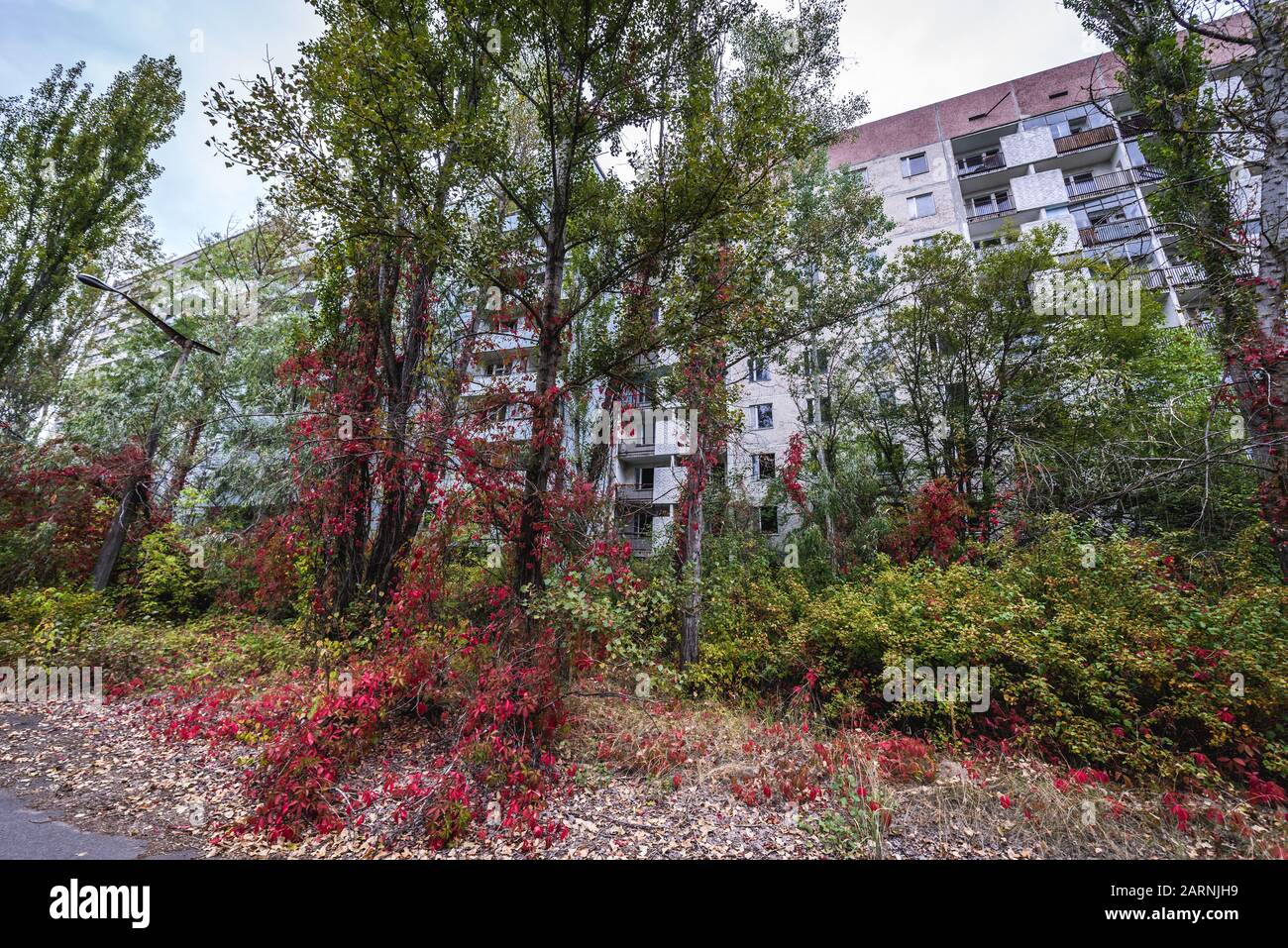 Overgrown street in Pripyat ghost city of Chernobyl Nuclear Power Plant ...
