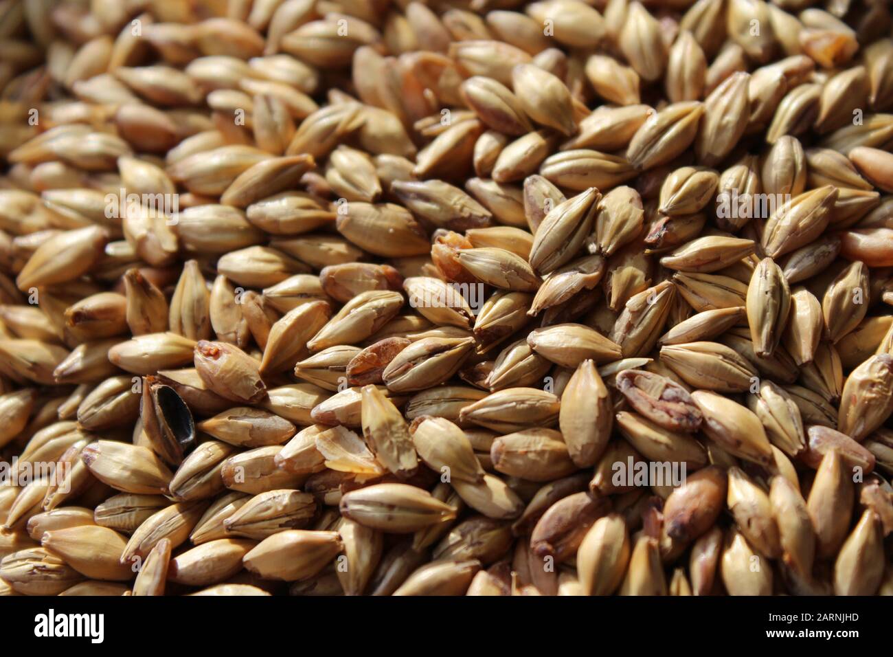 Malted Barley High Resolution Stock Photography and Images - Alamy