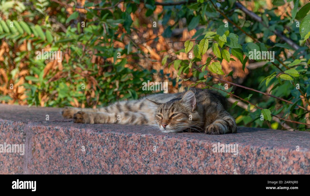 Snoozing Cat High Resolution Stock Photography and Images - Alamy