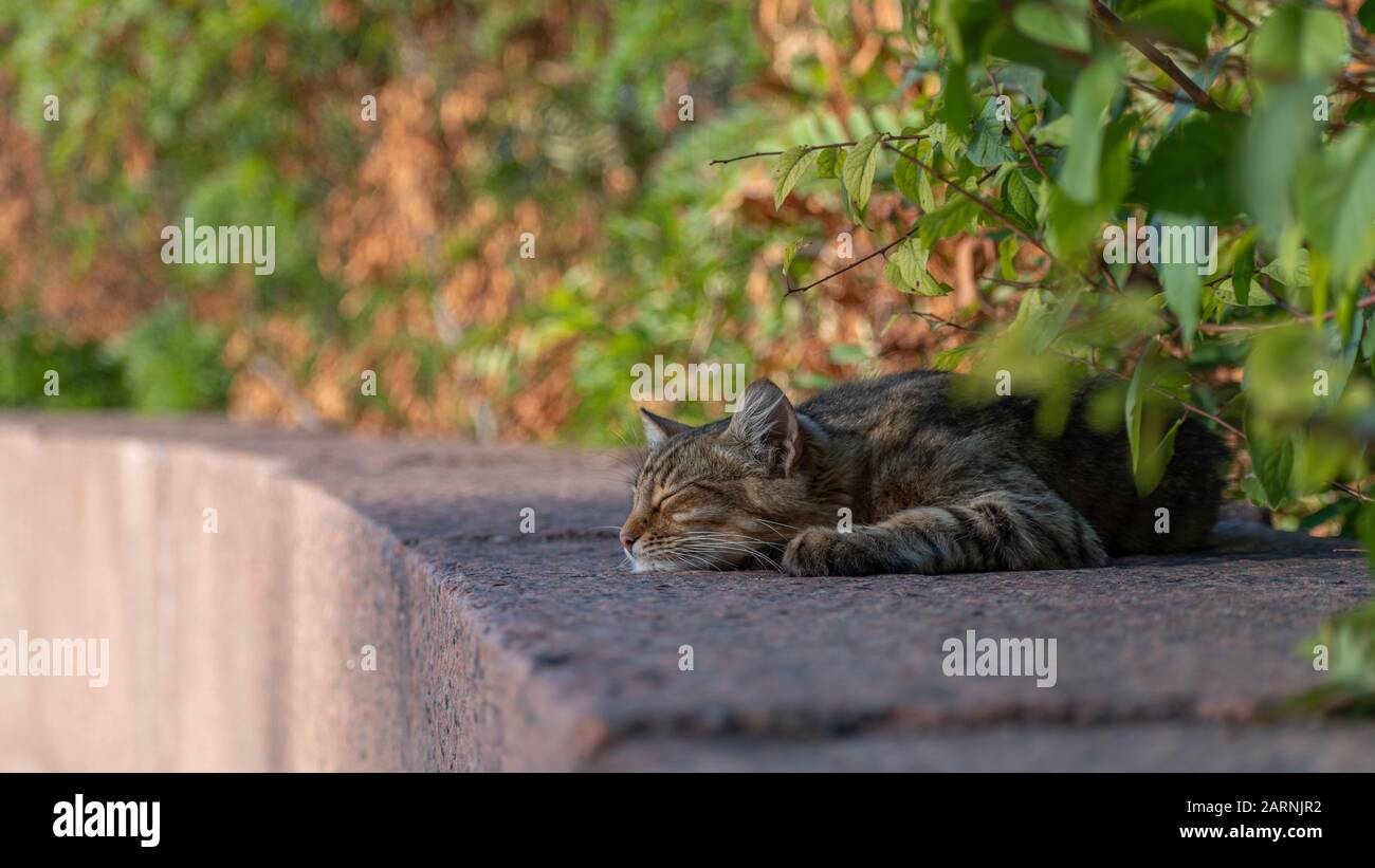 Snoozing Cat High Resolution Stock Photography and Images - Alamy