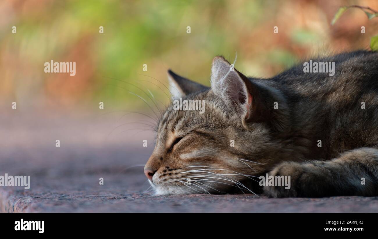 Snoozing Cat High Resolution Stock Photography and Images - Alamy