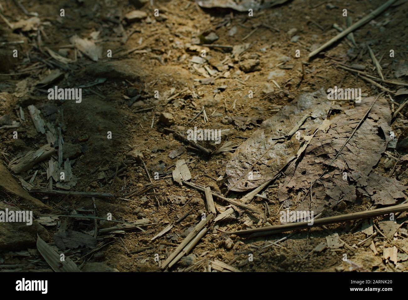 The ground in Tropical forest, background dark tone. Forest ground and ...