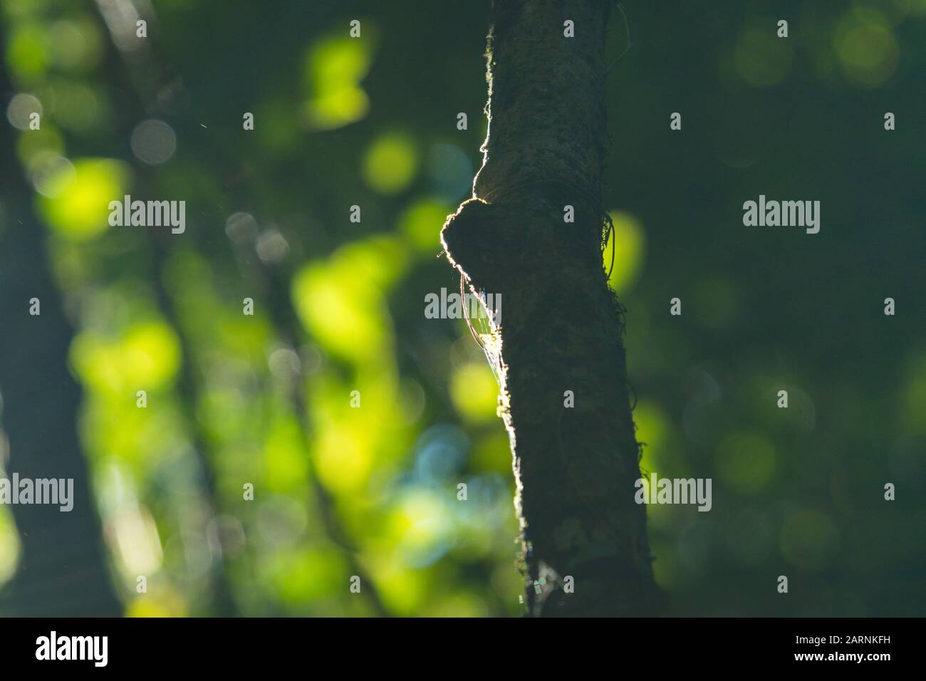 Close up of tropical tree with sun flare Stock Photo - Alamy