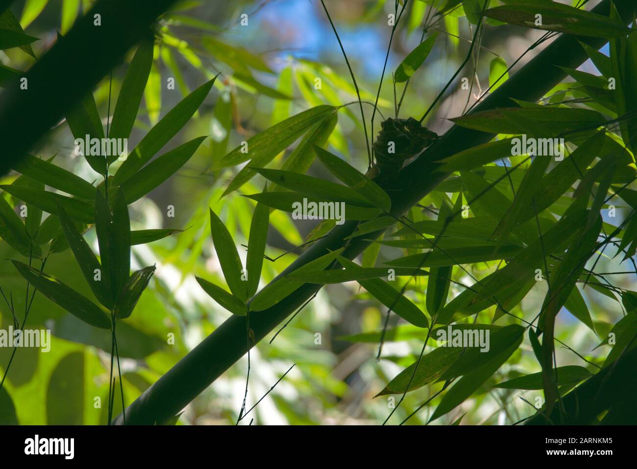 Bamboo stalk, Bamboo background in dark tone, Bamboo forest Stock Photo ...