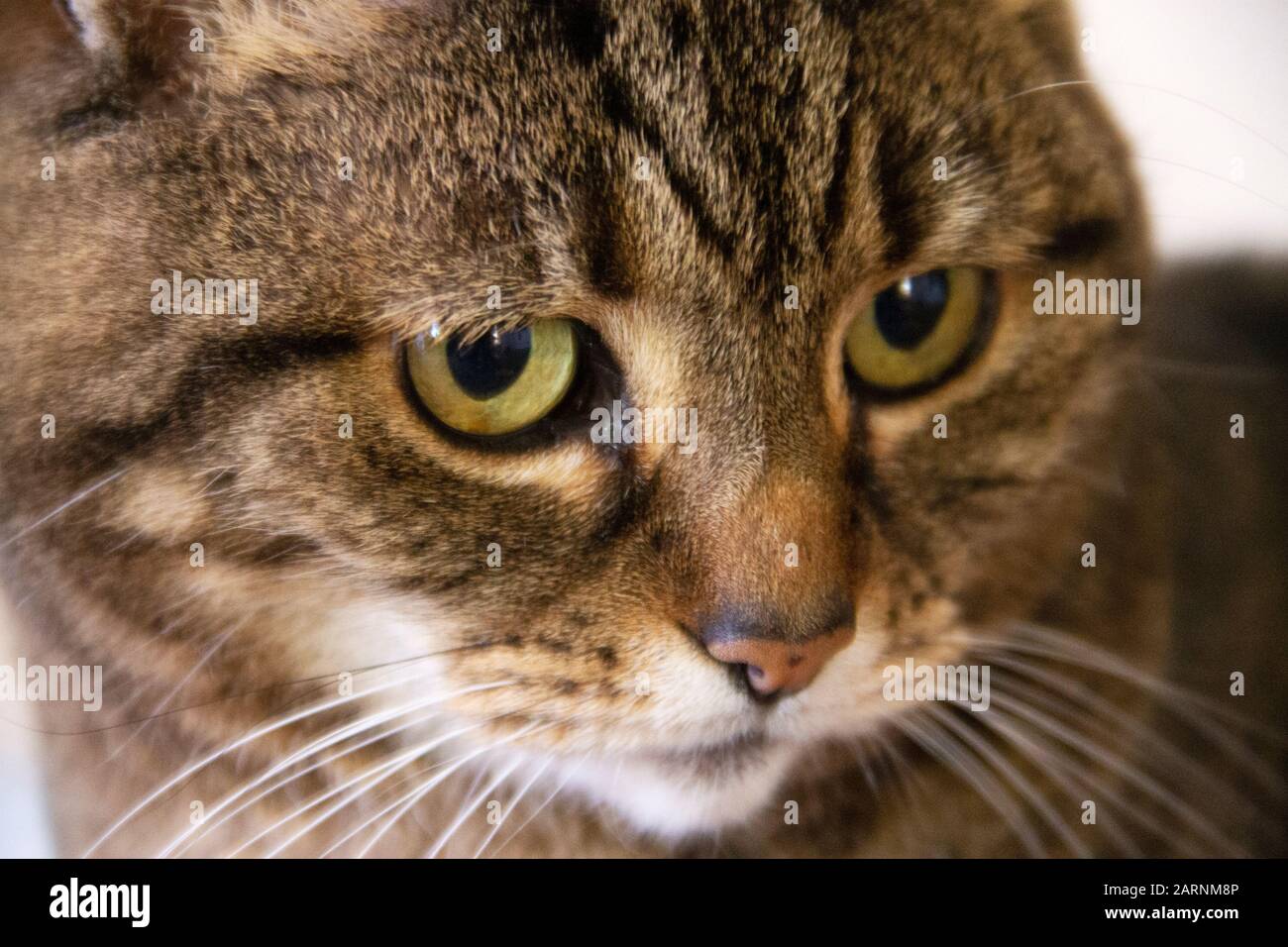 Close up of tabby fur hi-res stock photography and images - Alamy
