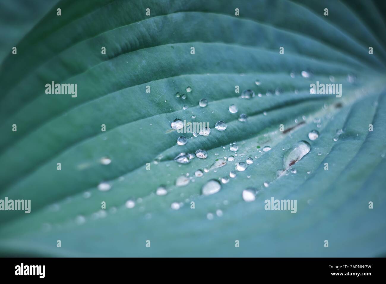 Water droplets on a large green leaf of a plant Stock Photo - Alamy