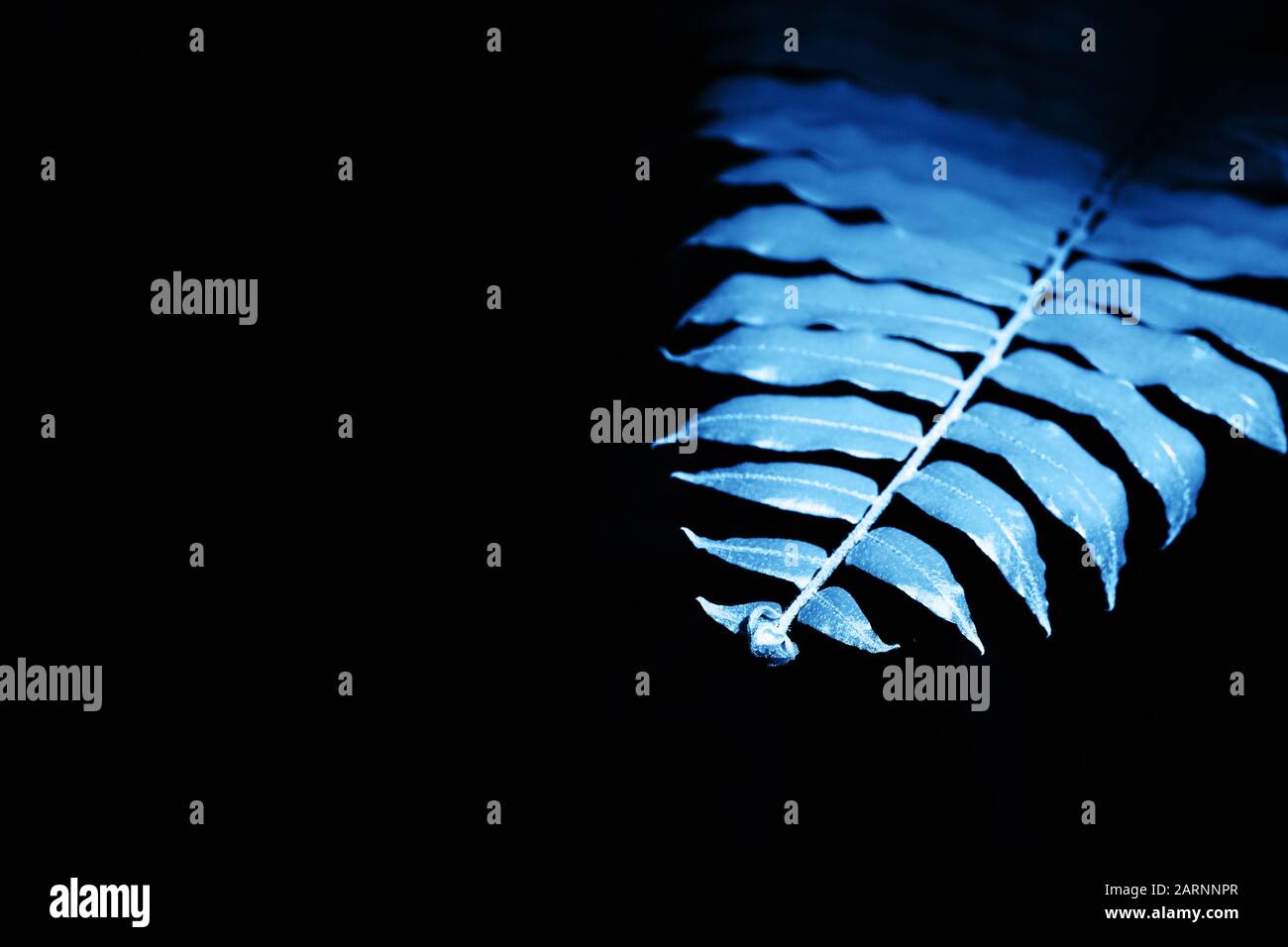 Natural fern pattern. Tropical classic blue color fern leaves ...