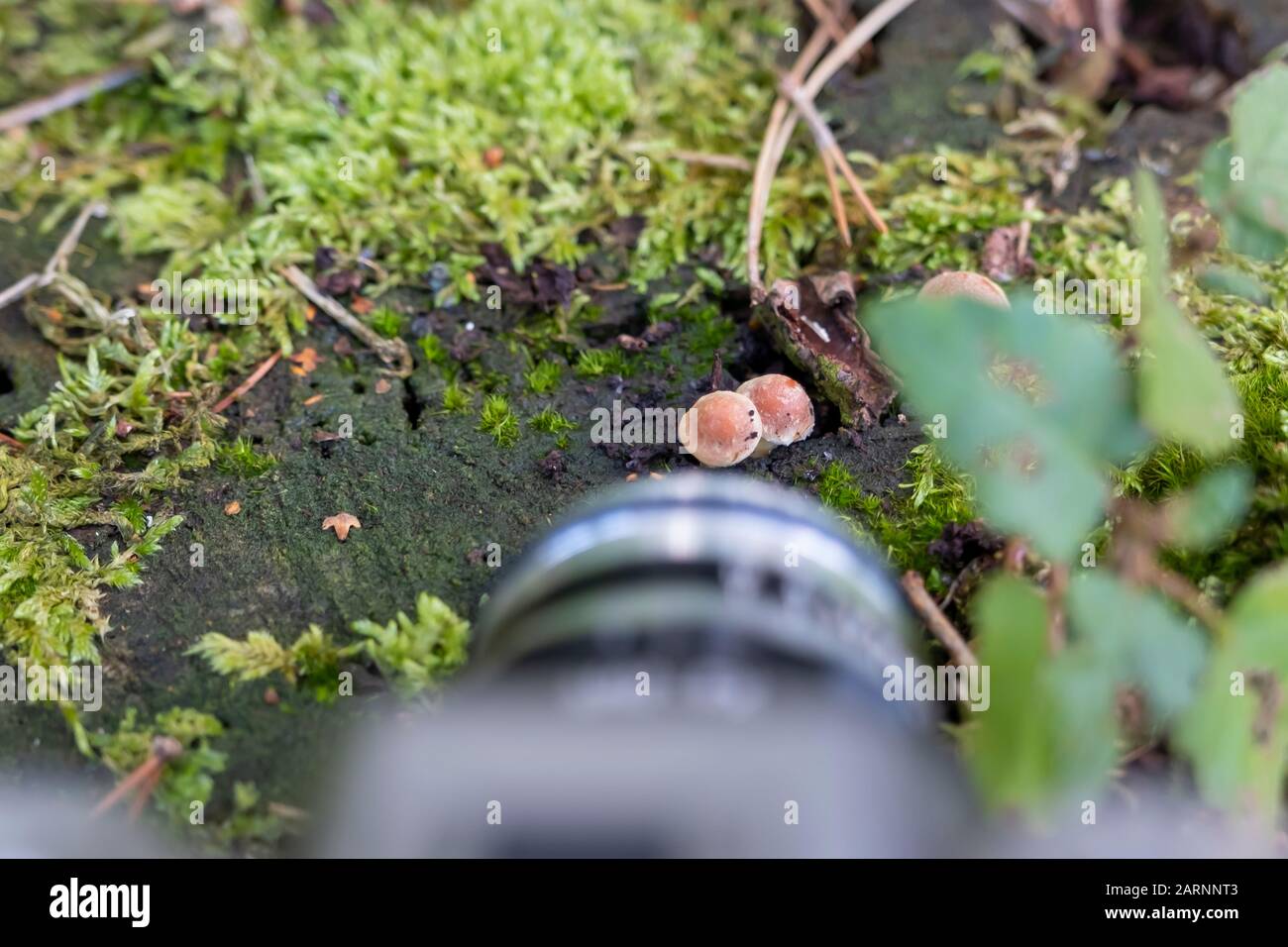 camera on a tree stump in the forest, lens focused on a mushroom, close ...
