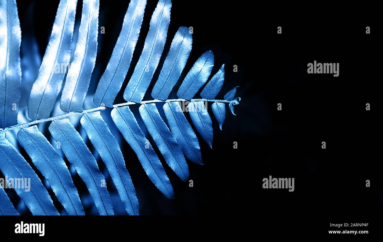 Natural fern pattern. Tropical classic blue color fern leaves ...