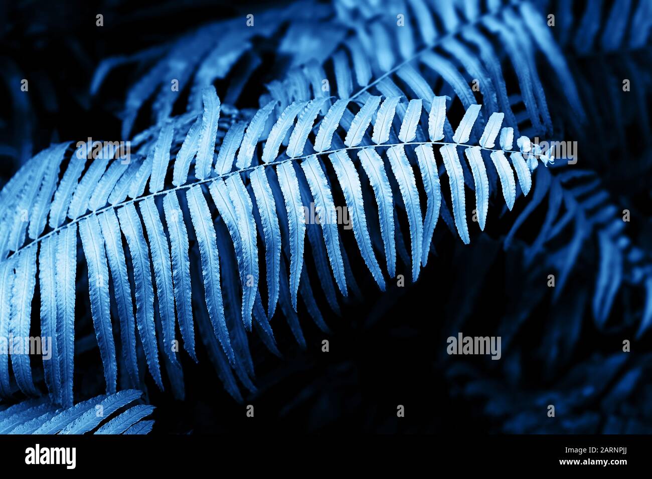 Natural fern pattern. Tropical classic blue color fern leaves ...
