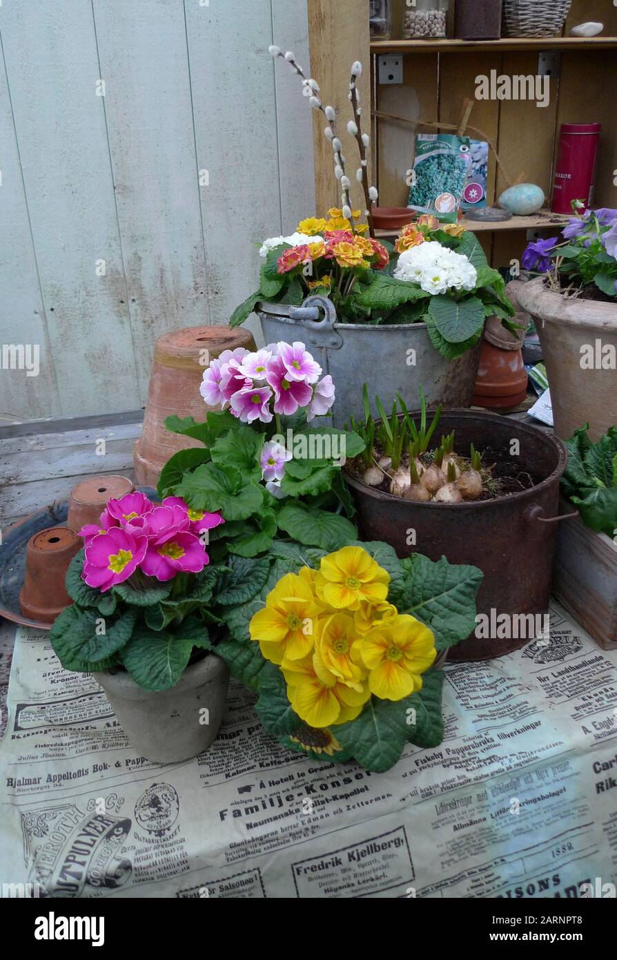Primroses in pots Stock Photo - Alamy