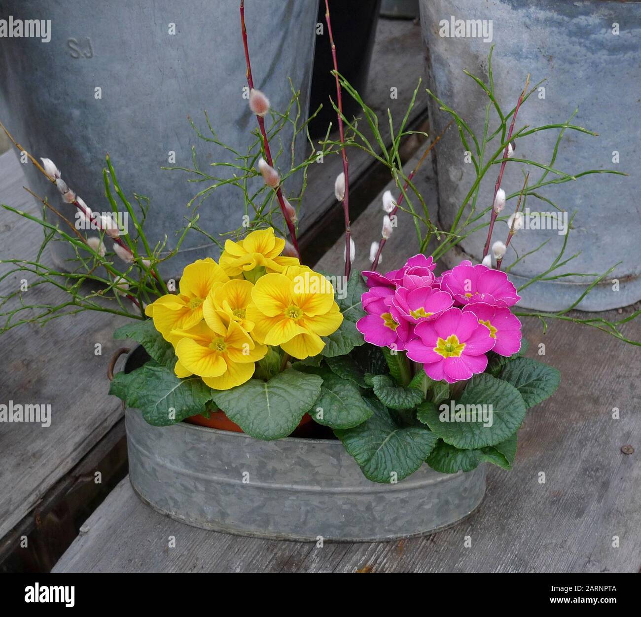 Primrose in pot hi-res stock photography and images - Alamy
