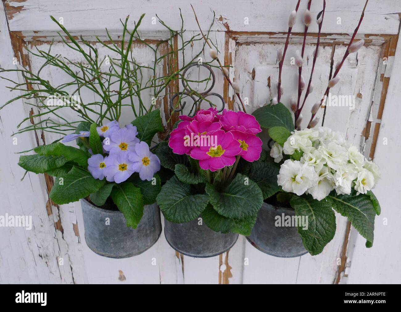 Blueberry plants in pots hi-res stock photography and images - Alamy