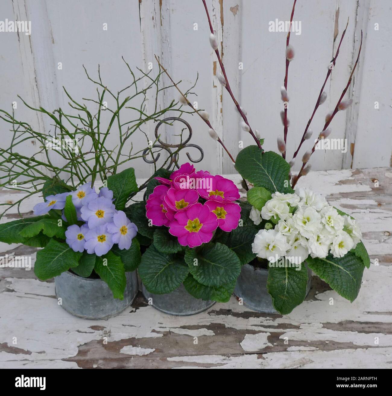 Primroses in pots Stock Photo - Alamy