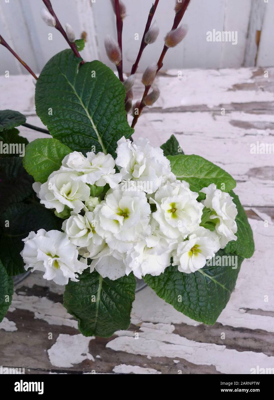 Primrose in pot Stock Photo - Alamy