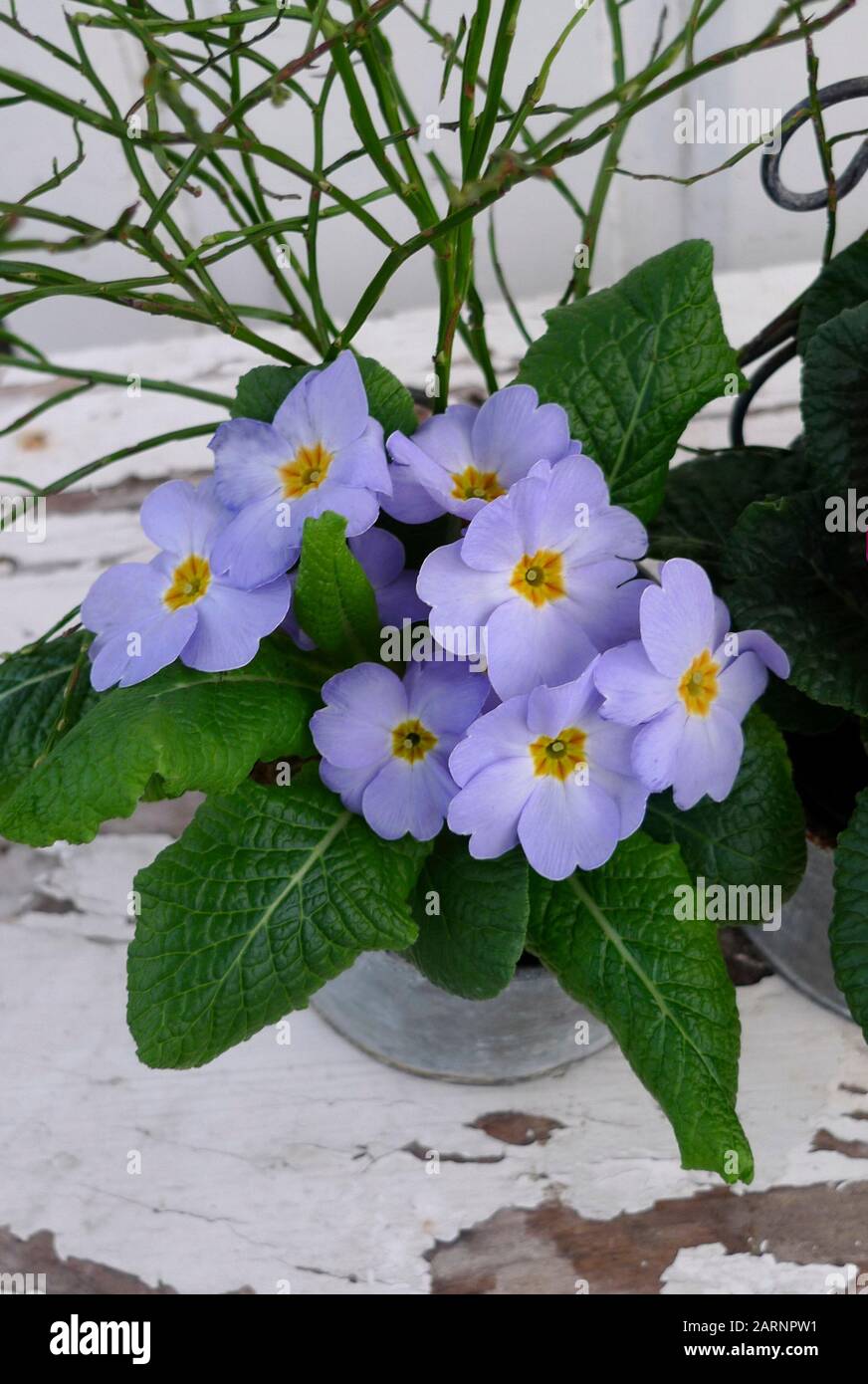 Primrose in pot Stock Photo - Alamy