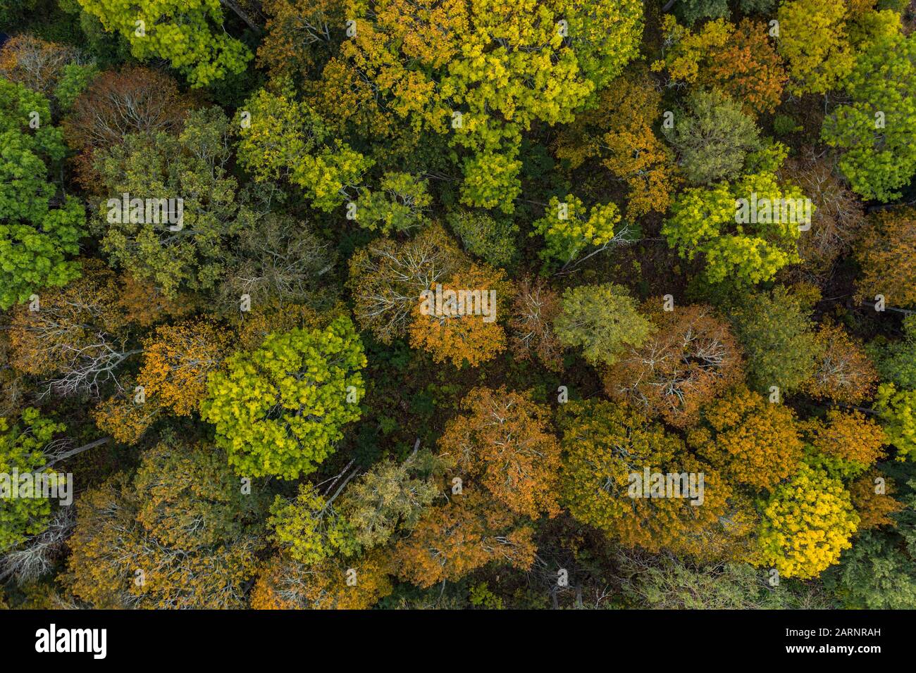 Dense mixed green forest view hi-res stock photography and images - Alamy