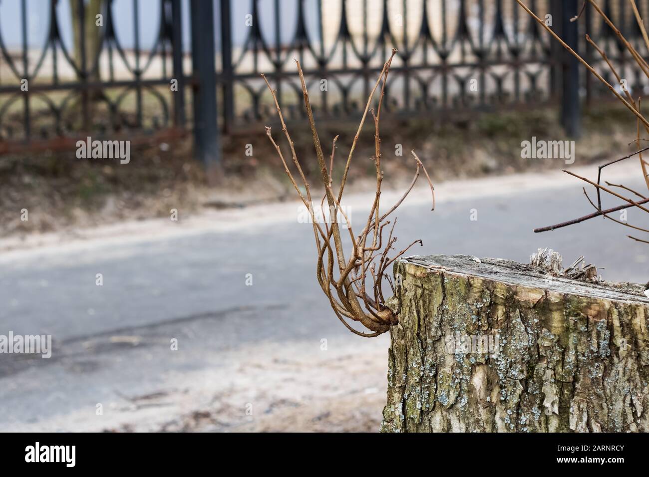Stump sprouts hi-res stock photography and images - Alamy