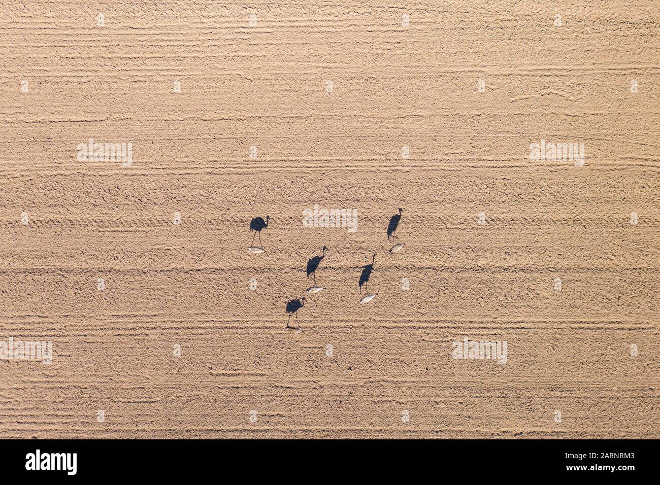 A flock of birds look for seeds on a field. The low standing sun gives ...