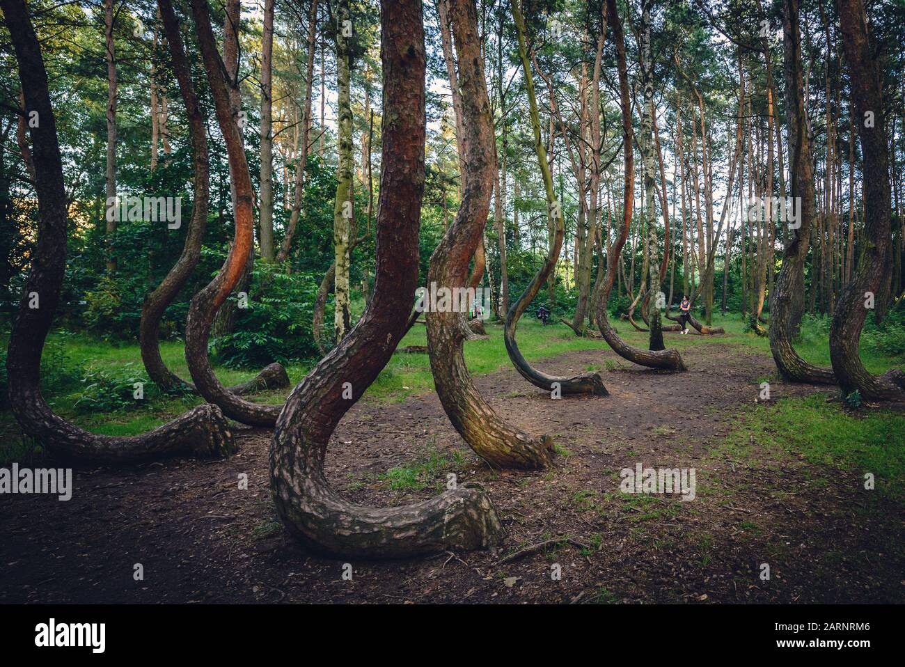 Gryfino tree hi-res stock photography and images - Alamy