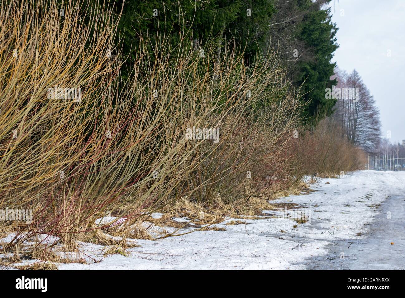 Spring forest with fir trees and snow Stock Photo - Alamy