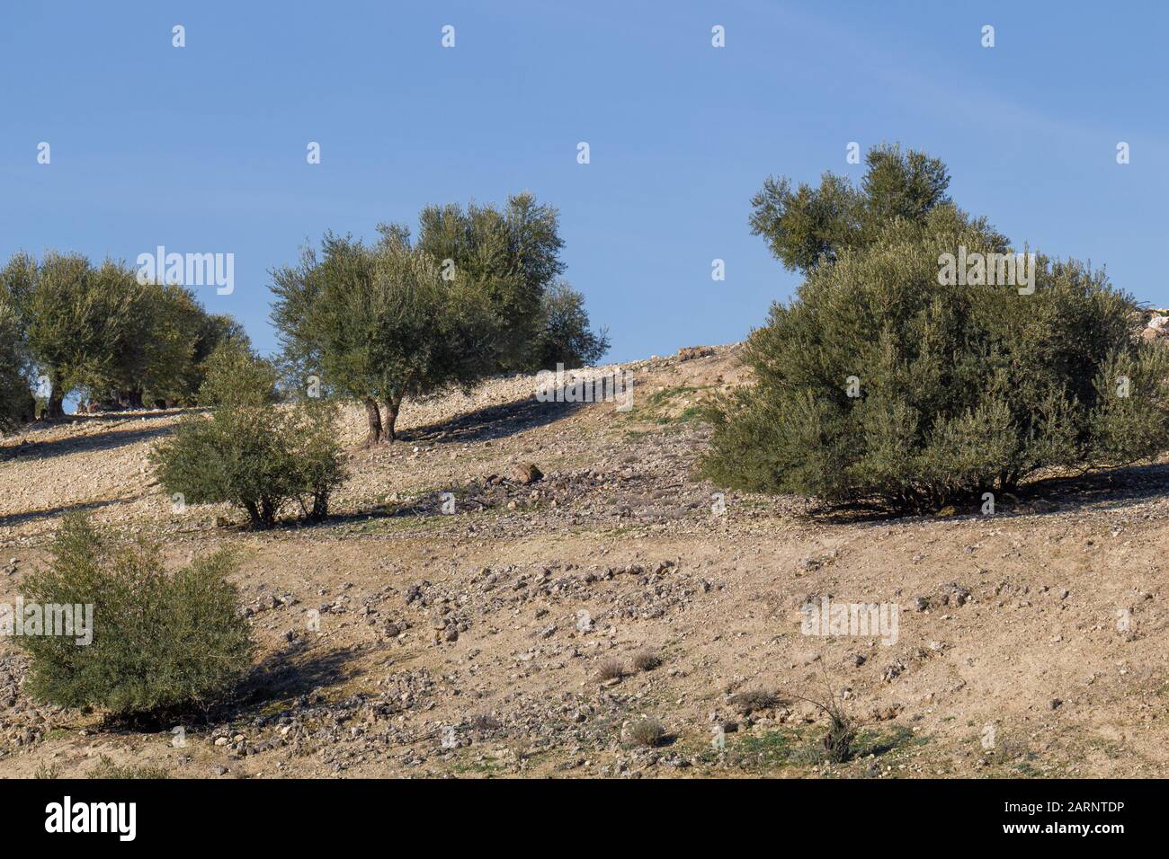Agricultue fields of olive trees. The tree, Olea europaea, is an ...