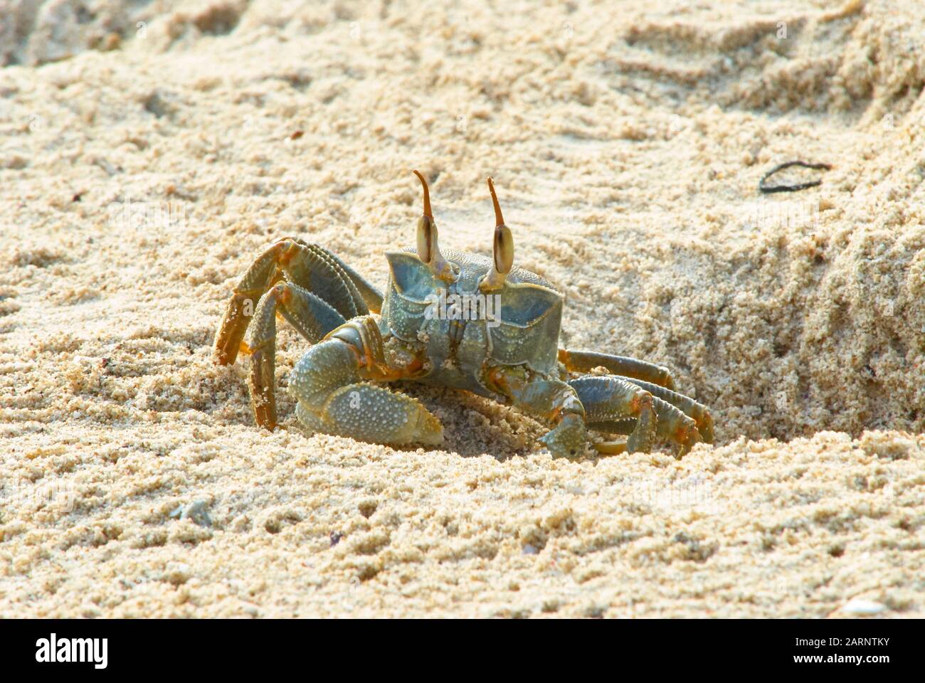 A crab at the beach of the Indian Ocean, digging out its hiding place ...