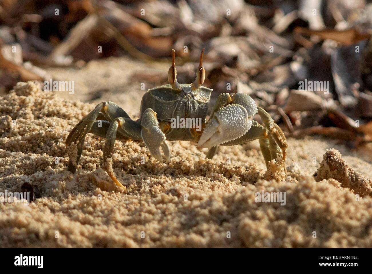 A crab at the beach of the Indian Ocean, digging out its hiding place ...