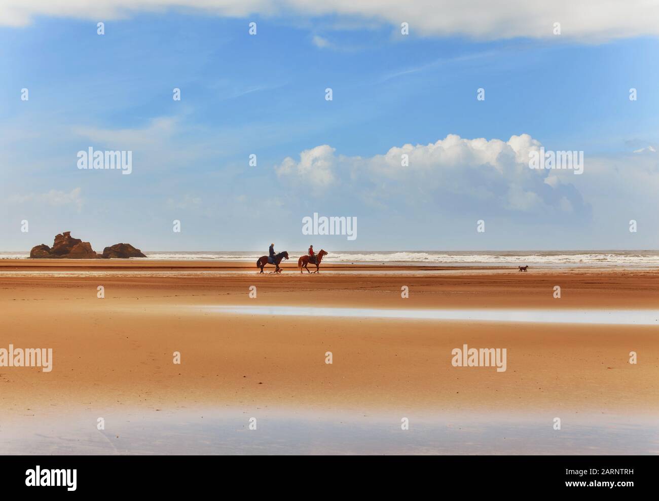 Horses walking on the beach at sunset. Epic photo, wide angle shot ...