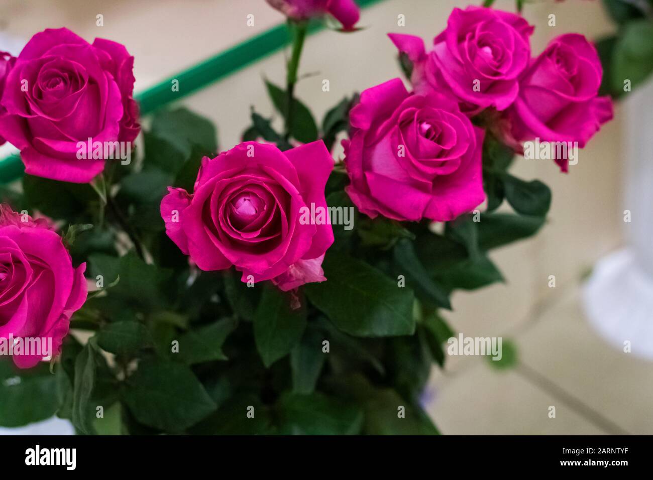 Up close roses hi-res stock photography and images - Alamy
