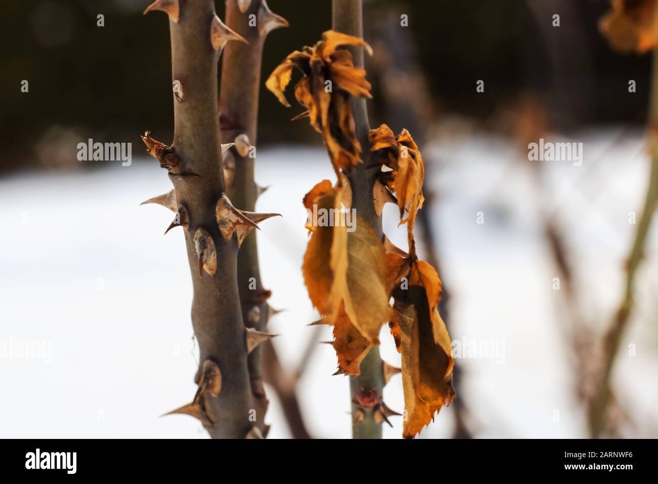 Wild rose thorn over winter close up Stock Photo - Alamy