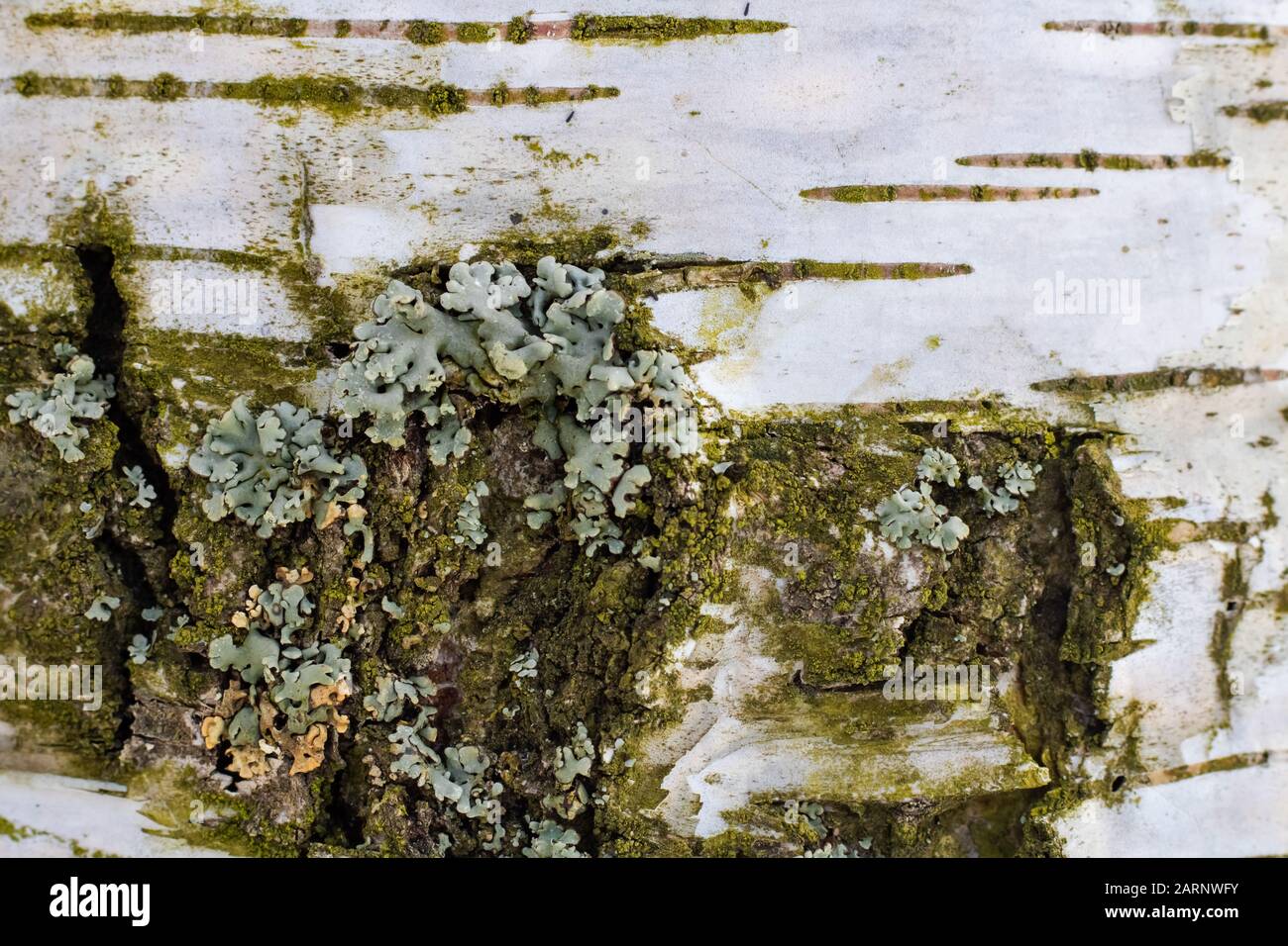 Birch tree texture close up, bstract nature background close up Stock ...