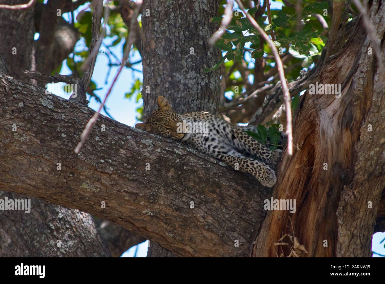 Leopard stretching hi-res stock photography and images - Alamy