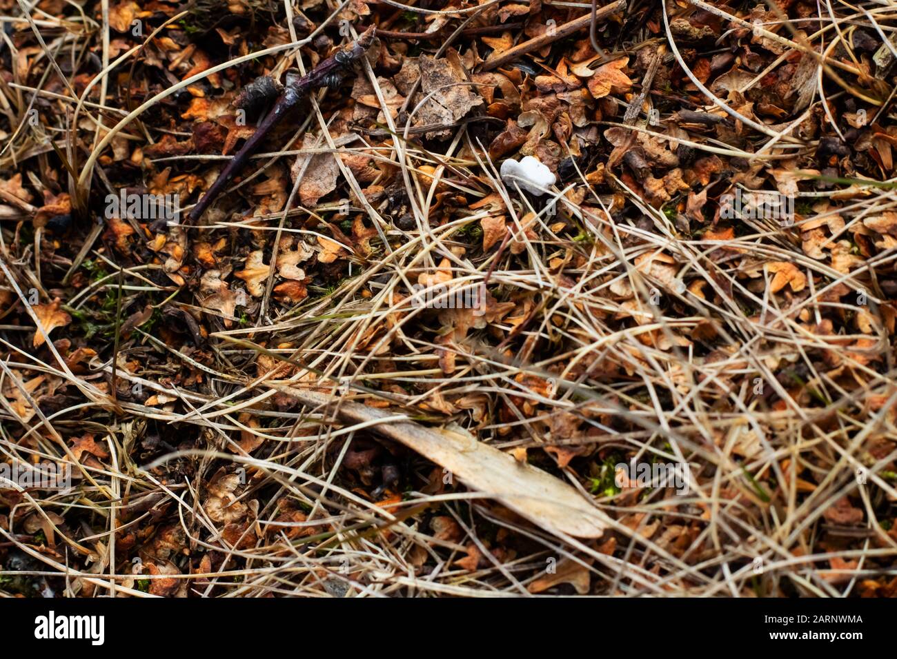 Dry yellow straw grass close up, background or texture Stock Photo - Alamy