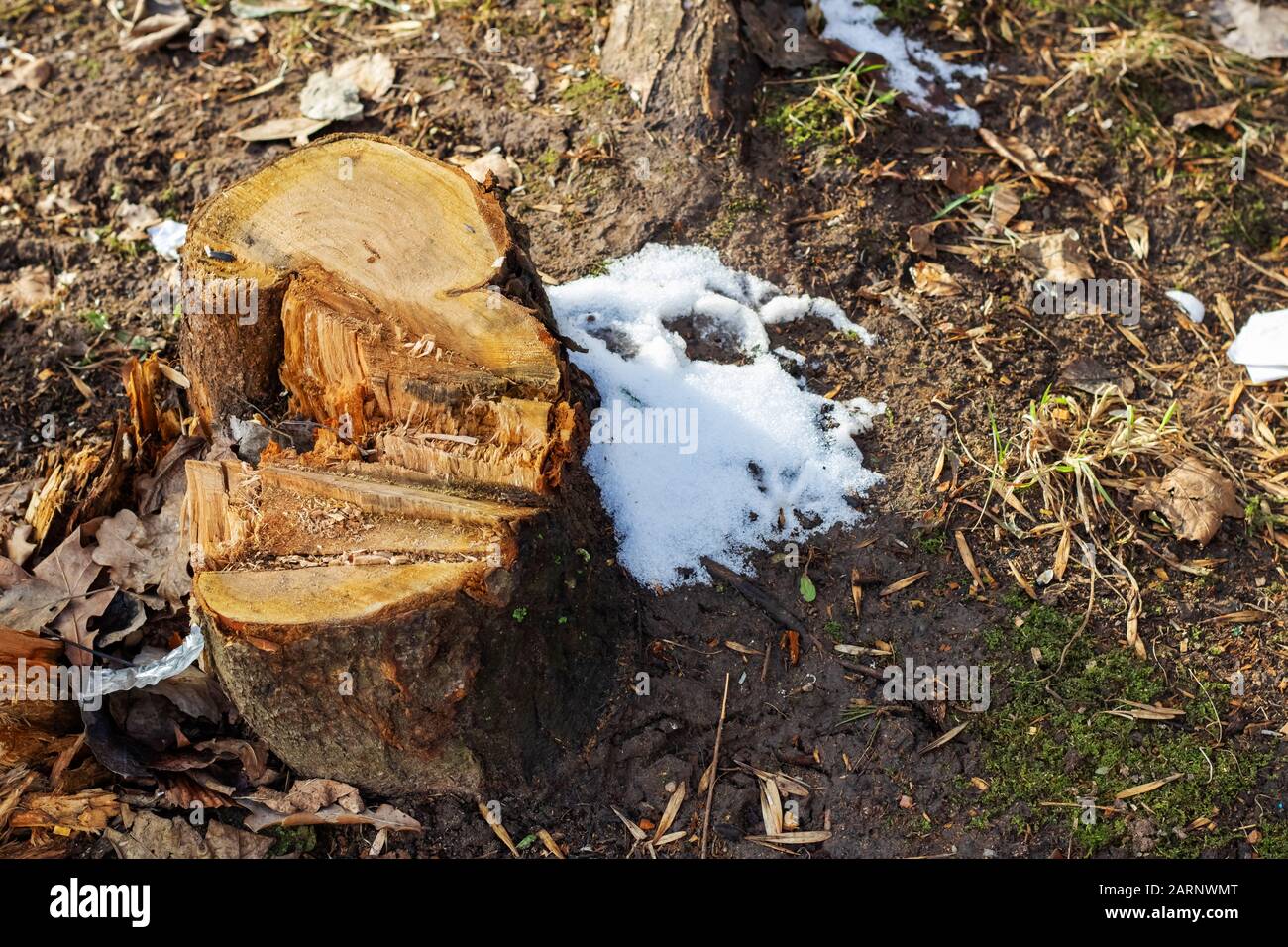 Yellow tree stump and snow, top view Stock Photo - Alamy